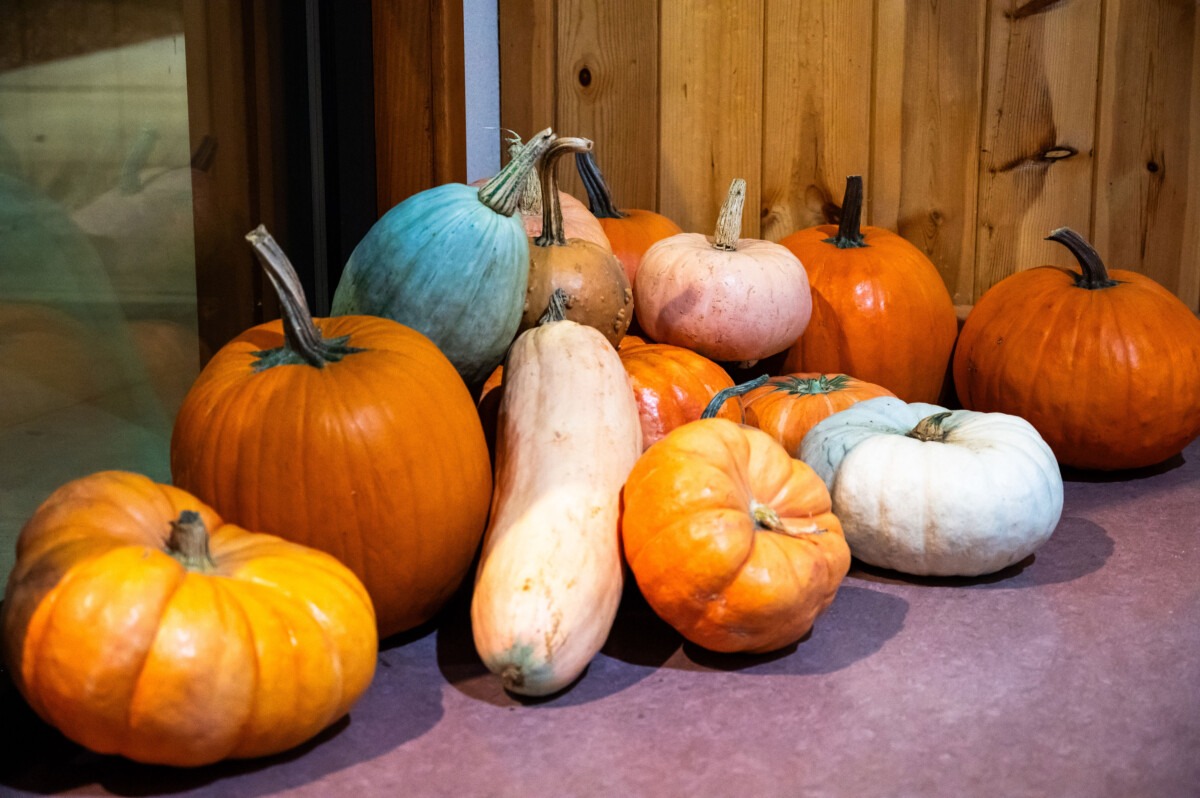 Halloween Fundraiser - Central Oregon Locavore